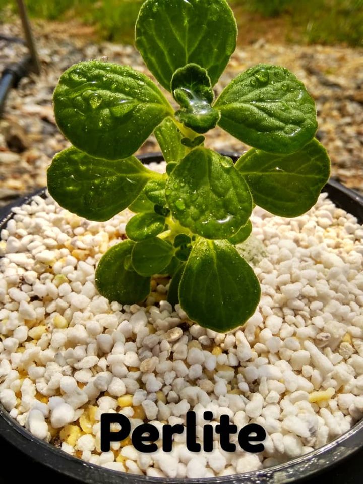 Media Tanaman – Abi Agro