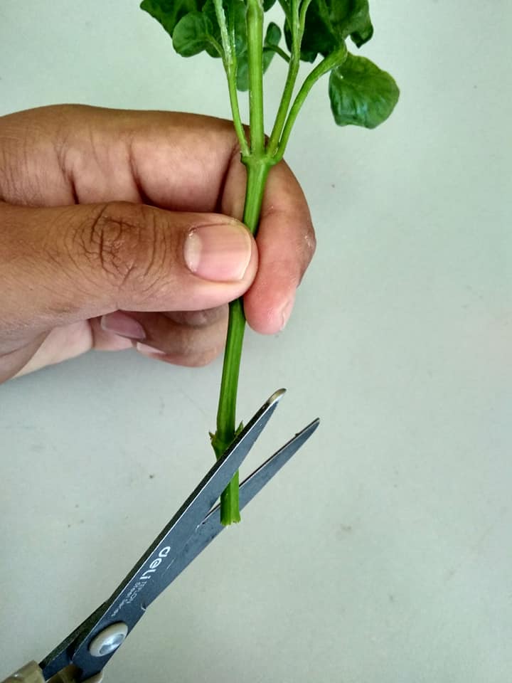 SEMAI KERATAN BATANG BAYAM BRAZIL – Abi Agro
